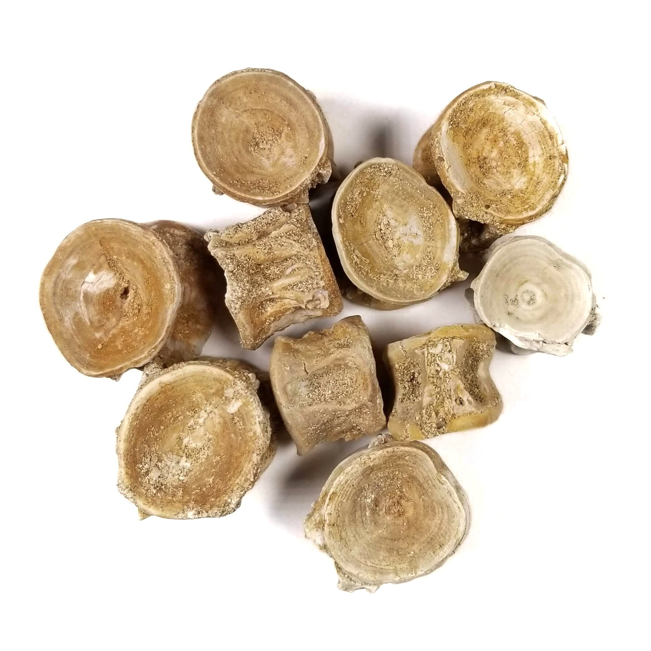 Extinct Fish Vertebra, Real Fossil, Eocene Epoch, 56 to 33.9 Million ...