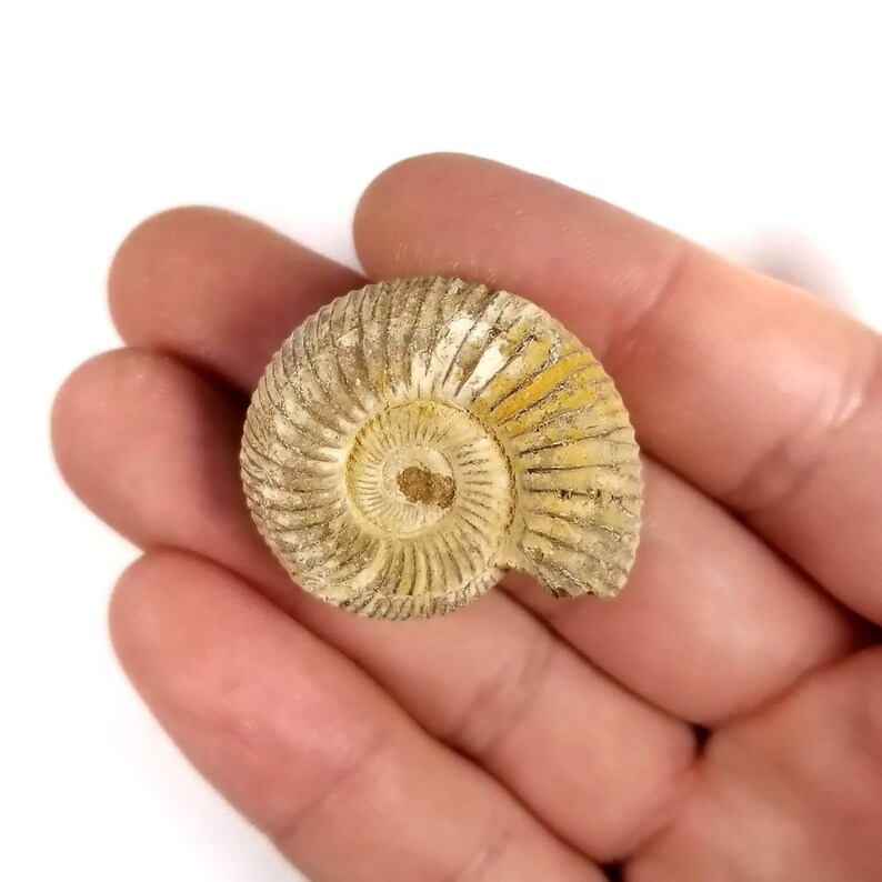 Perisphinctes Ammonite (loose), Real Fossil - Jurassic Period - 174.1 ...
