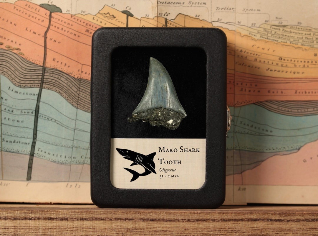 Giant Mako Shark Tooth Fossil Oligocene Period 31 to 1 MYA United ...