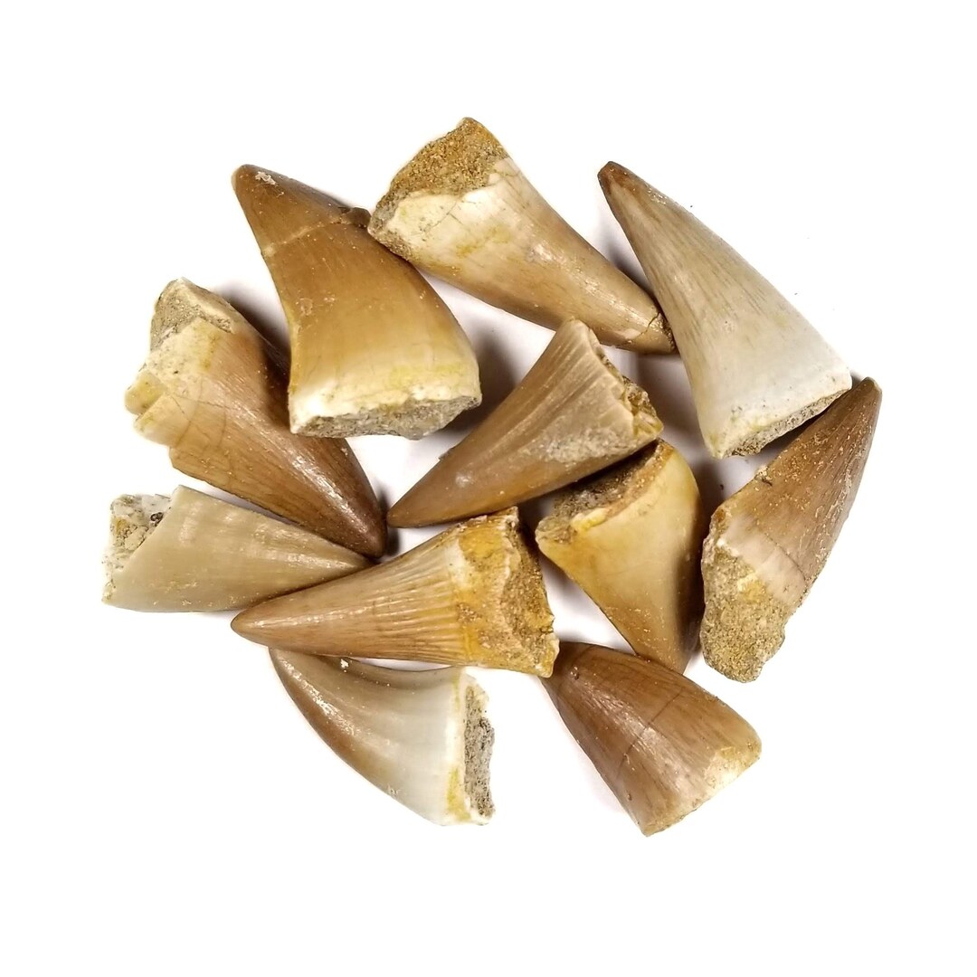 Small Mosasaur Tooth (loose), Real Fossil - Cretaceous Period - 101 to ...