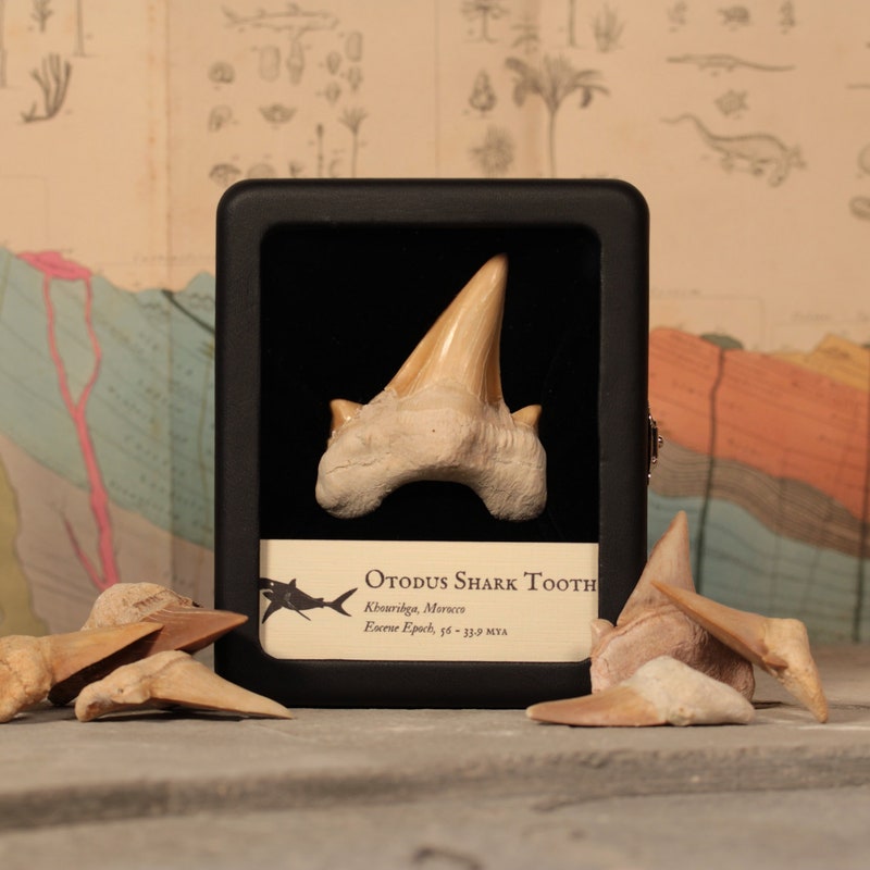 Shark Tooth Display - Etsy