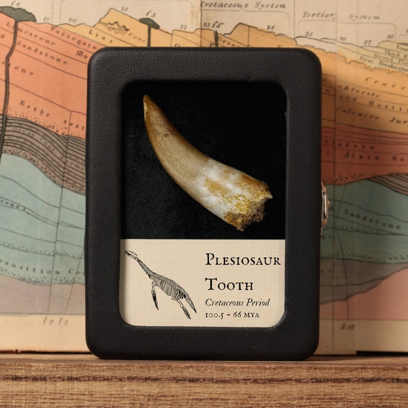 Dinosaur With 100 Teeth - Etsy