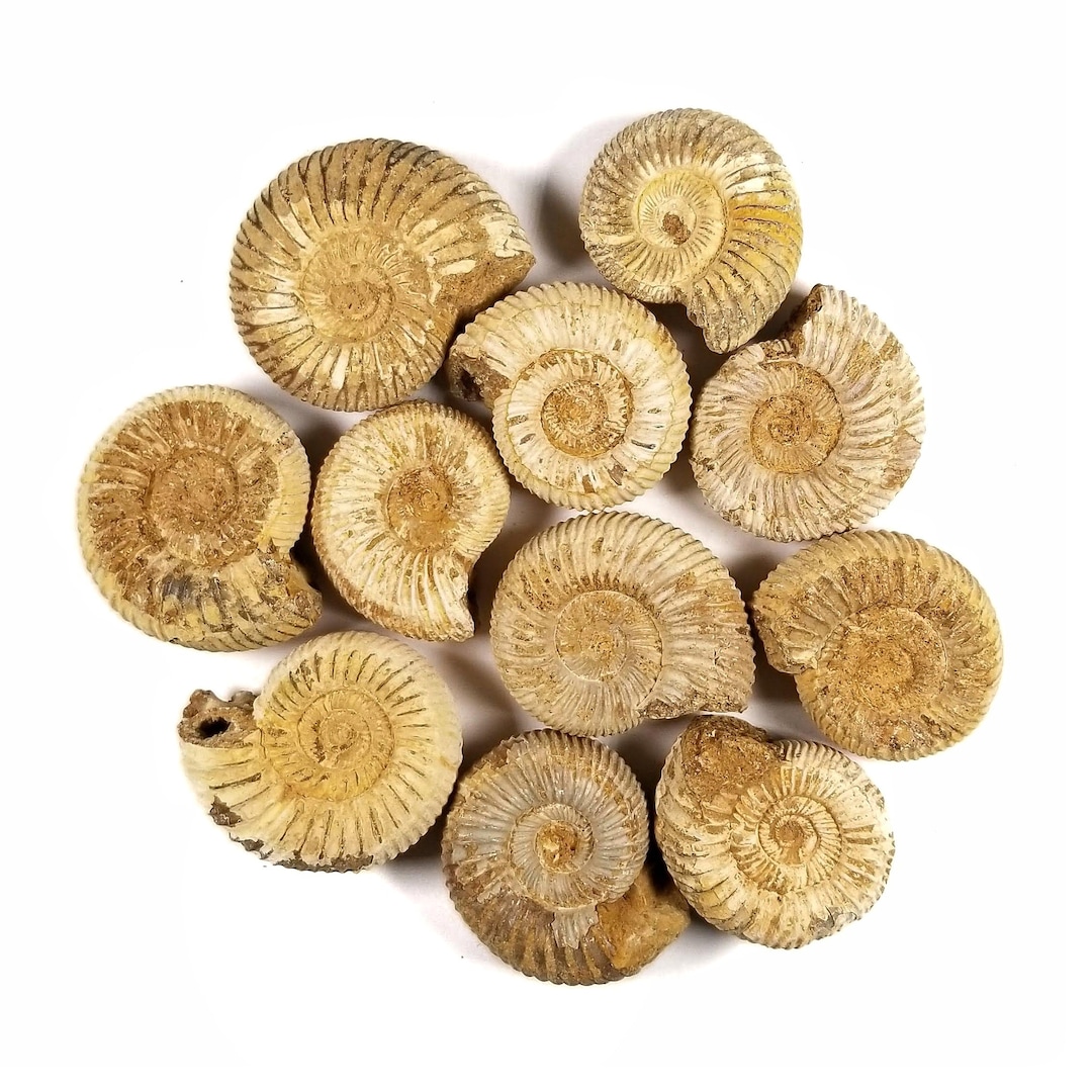 Perisphinctes Ammonite (loose), Real Fossil - Jurassic Period - 174.1 ...