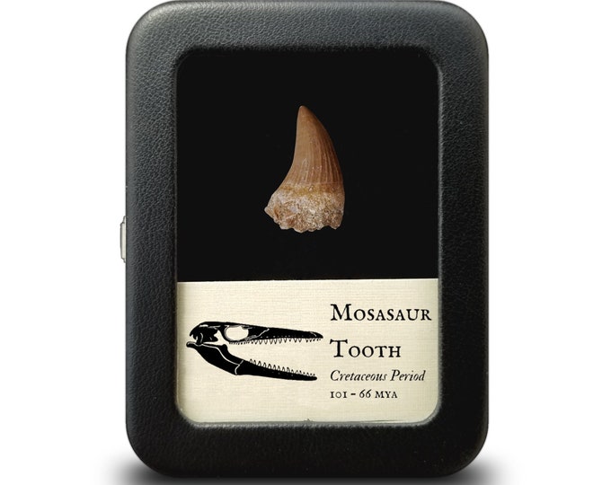 Real Mosasaur Tooth in Display Cretaceous Reptile 112 to - Etsy