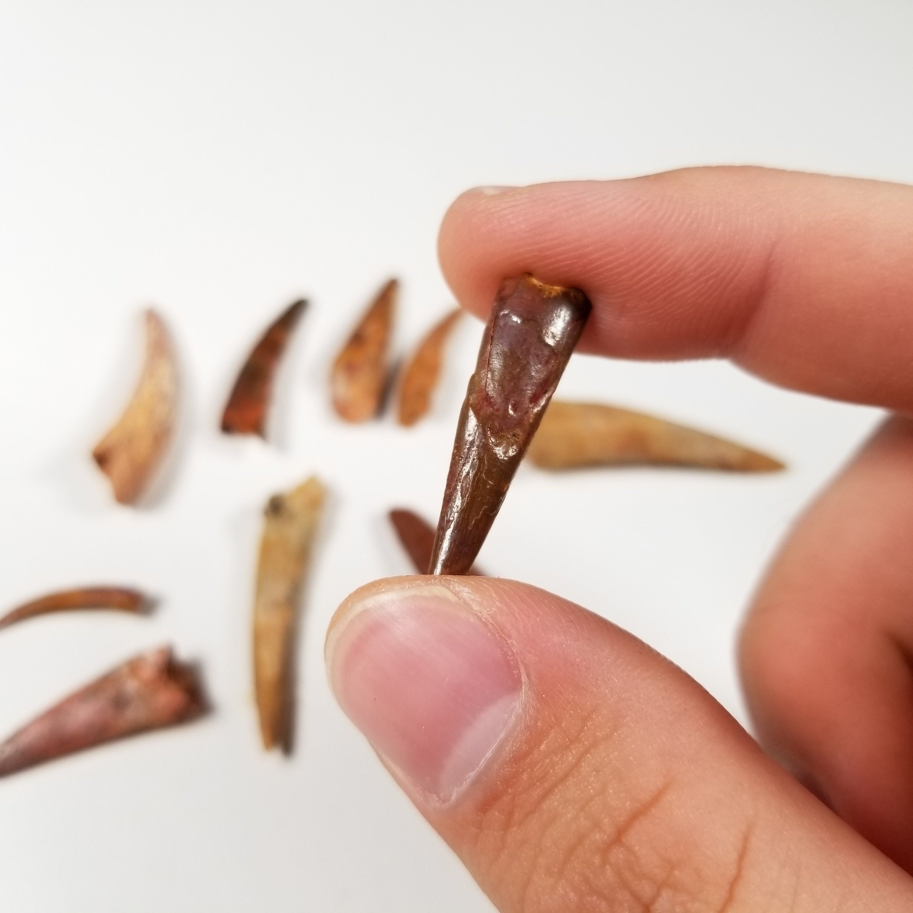 Pterosaur Tooth Real Fossil Cretaceous Period 105 MYA - Etsy