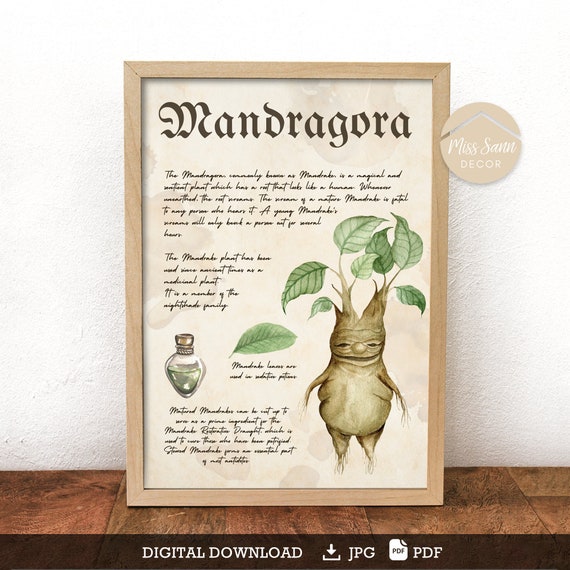 Mandrake Poster Magic School Poster Spell Book Page Dark - Etsy