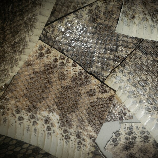 Rattlesnake Skin - Etsy