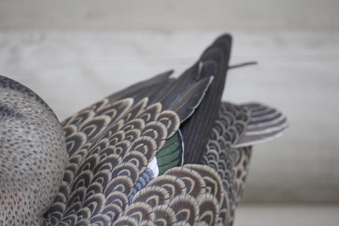 SOLD OUT Spoonbill Hen - Etsy