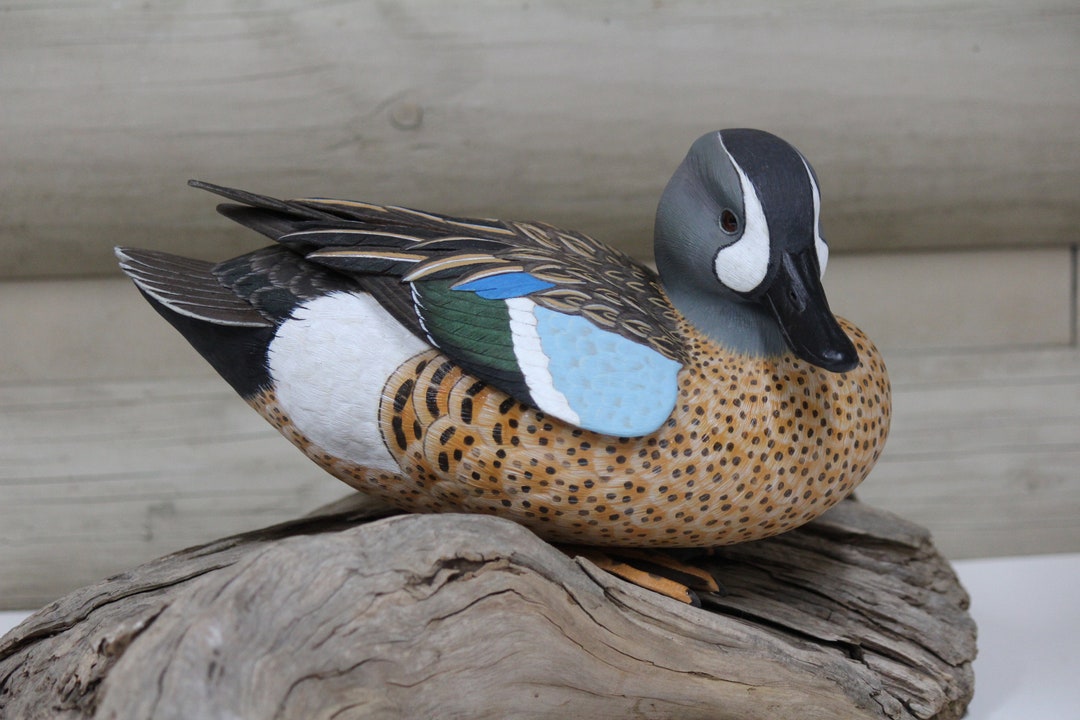 Blue recognized Winged Teal Hen