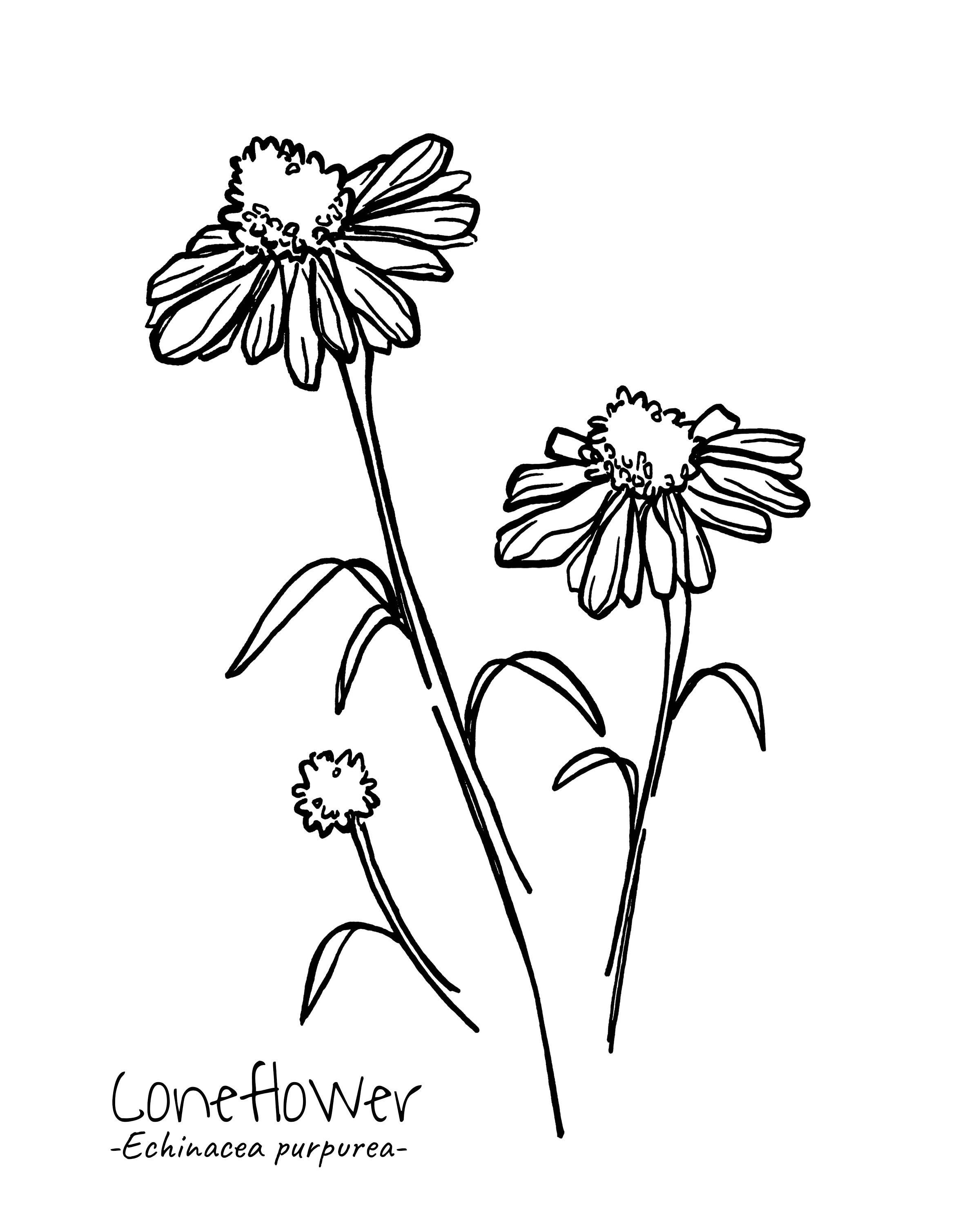 Coneflower Botanical Wildflower Line Art DIGITAL DOWNLOAD Printable - Etsy