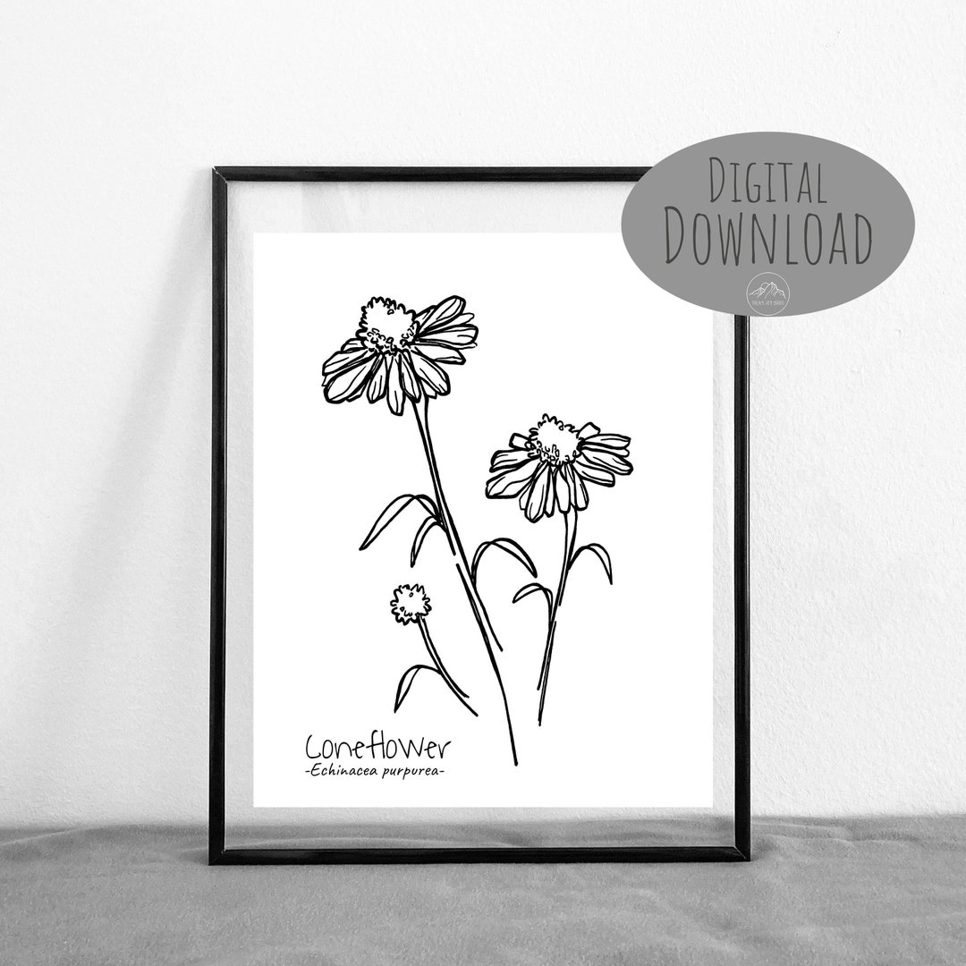 Coneflower Botanical Wildflower Line Art || DIGITAL DOWNLOAD ...