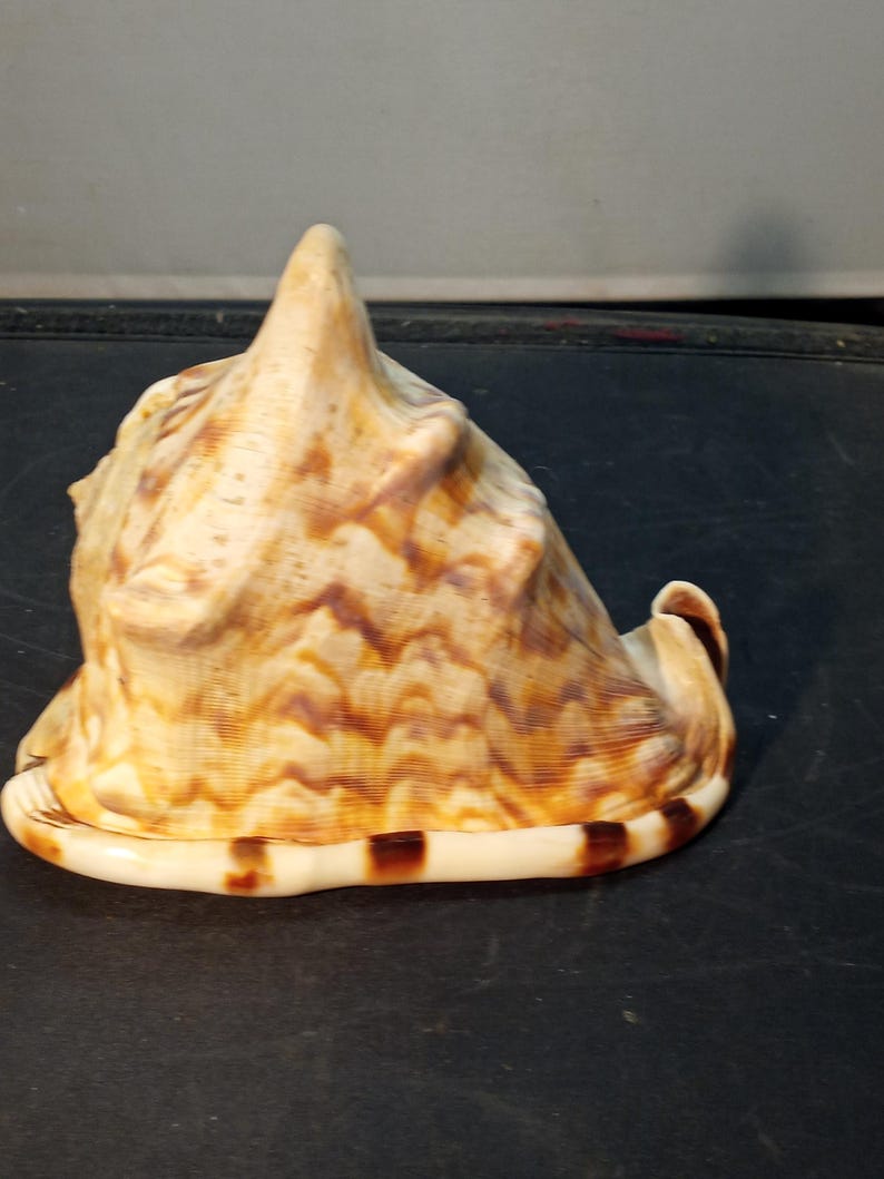 Large King Helmet Conch Shell, Tiger Striped Seashell (5.5'' Long) - Etsy