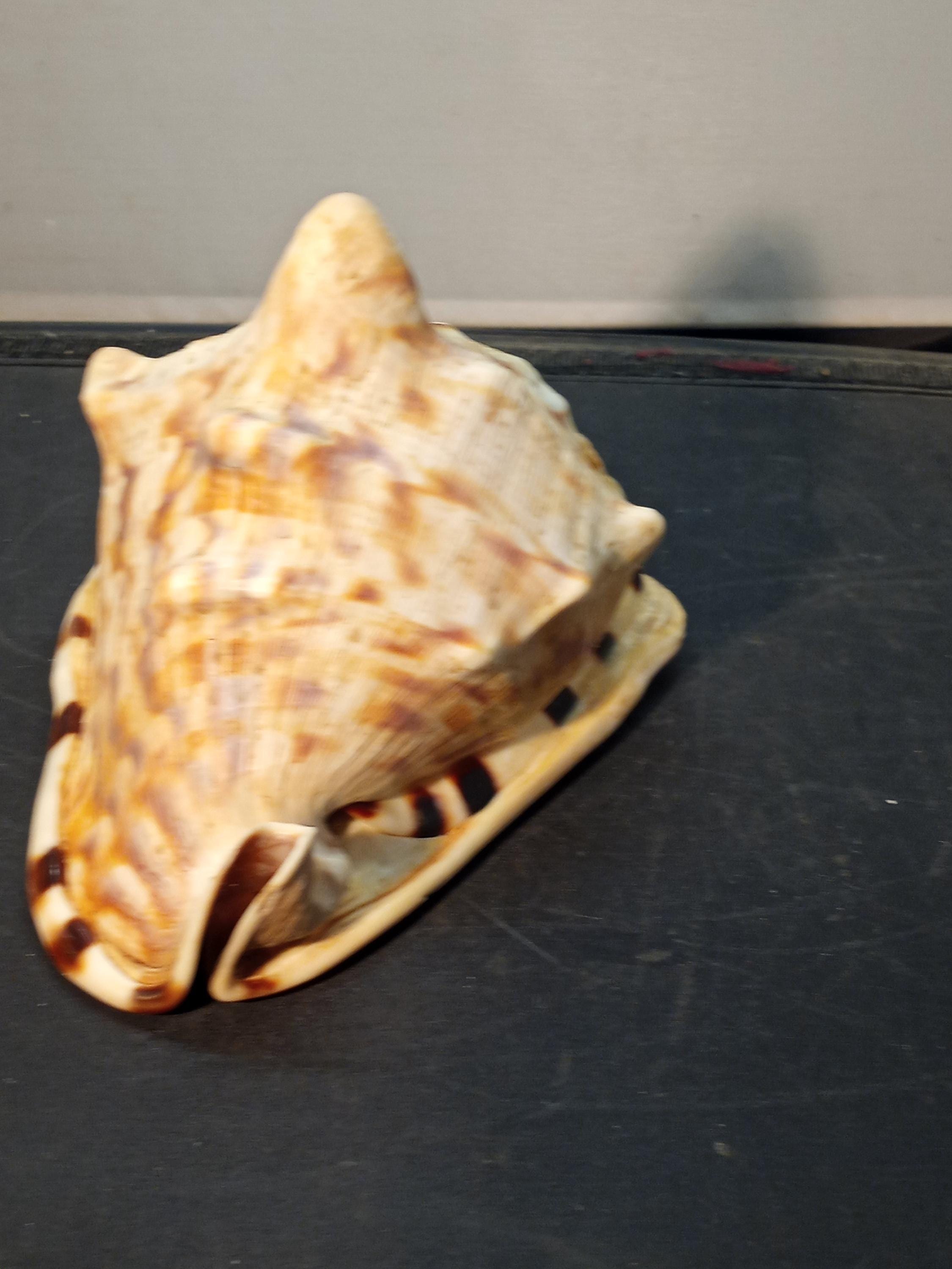 Large King Helmet Conch Shell, Tiger Striped Seashell (5.5'' Long) - Etsy