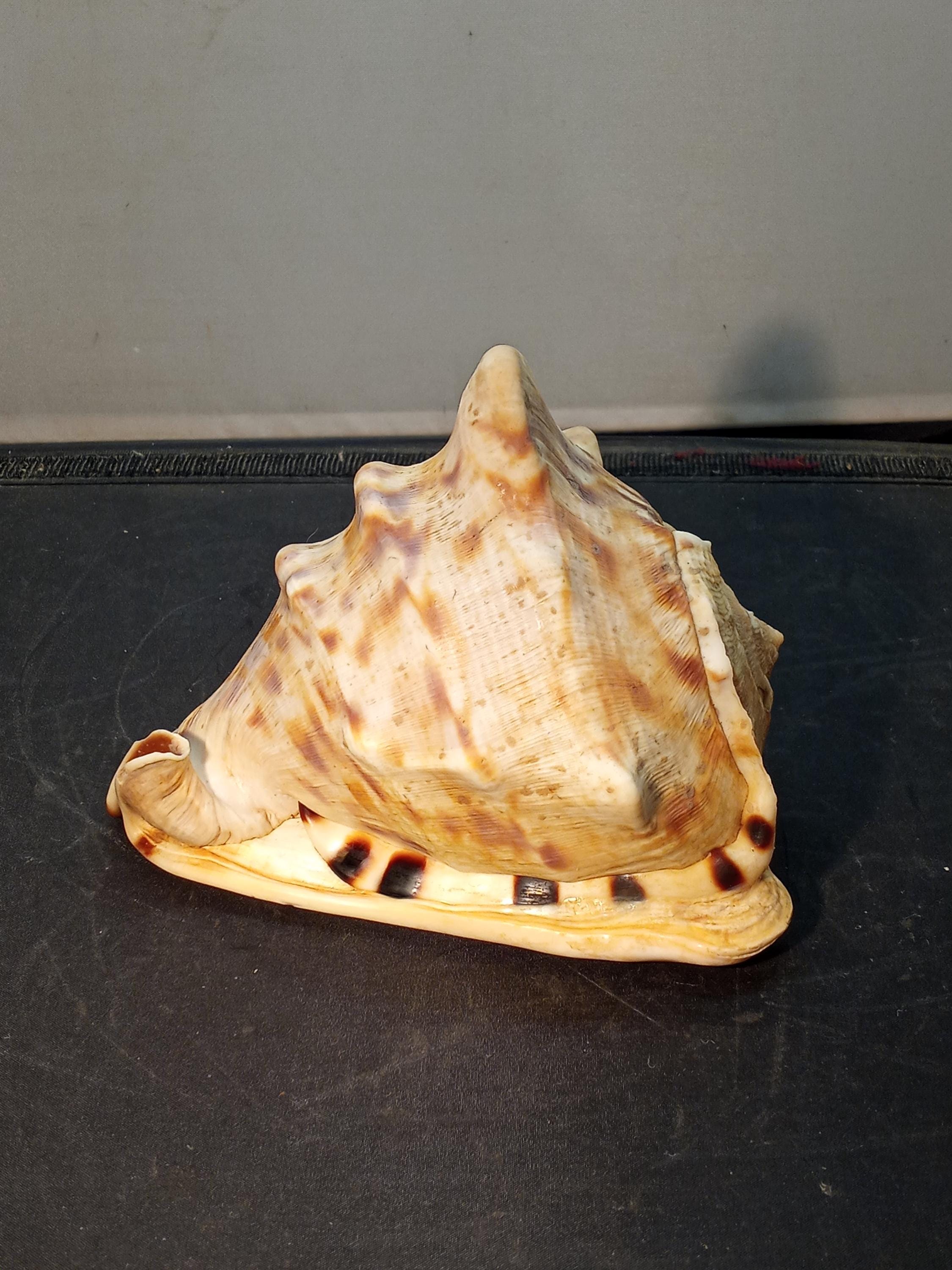 Large King Helmet Conch Shell, Tiger Striped Seashell (5.5'' Long) - Etsy