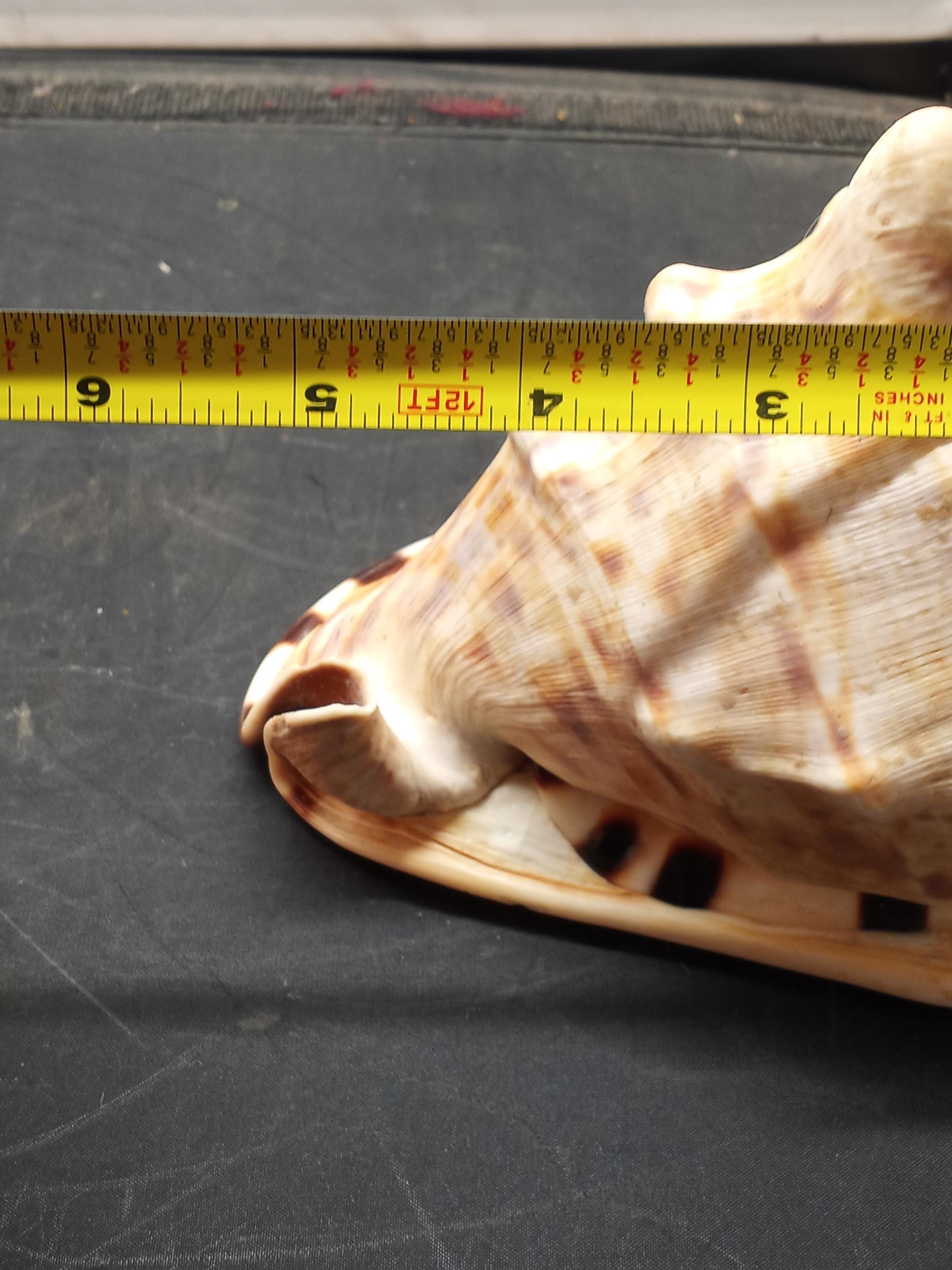 Large King Helmet Conch Shell, Tiger Striped Seashell (5.5'' Long) - Etsy