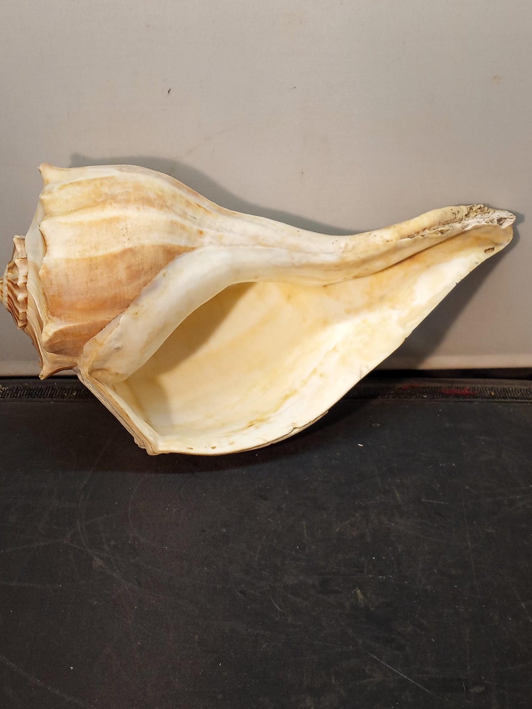 10" Lightning Whelk Shell - Nautical Beach Decor - Etsy