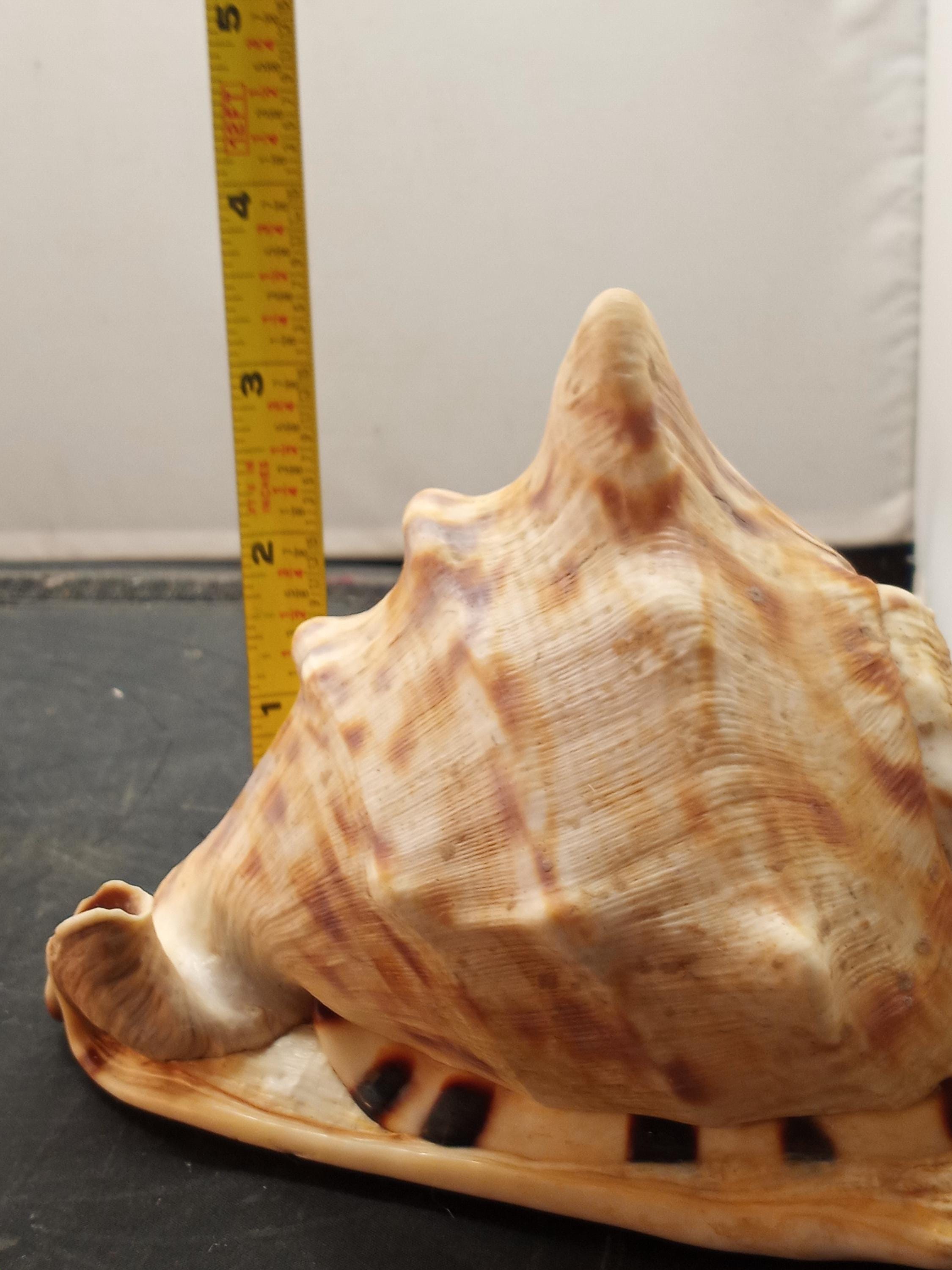 Large King Helmet Conch Shell, Tiger Striped Seashell (5.5'' Long) - Etsy