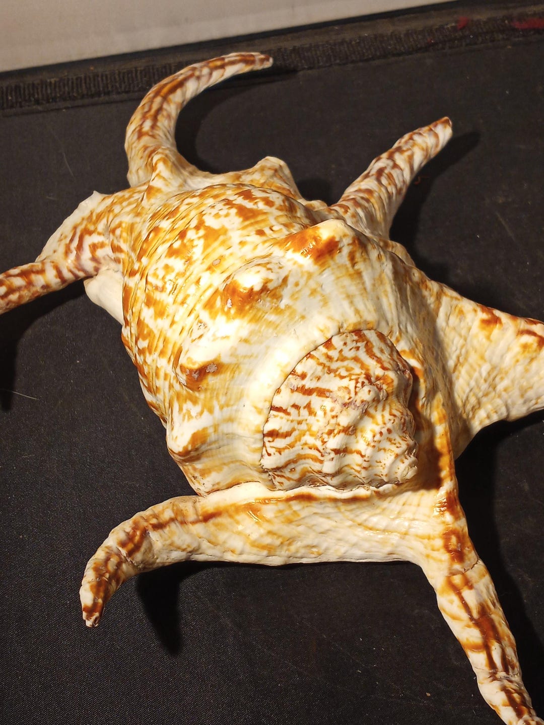 Lambis Spider Conch Sea Shell 10" X 9" Beach Decor Nautical Pink ...