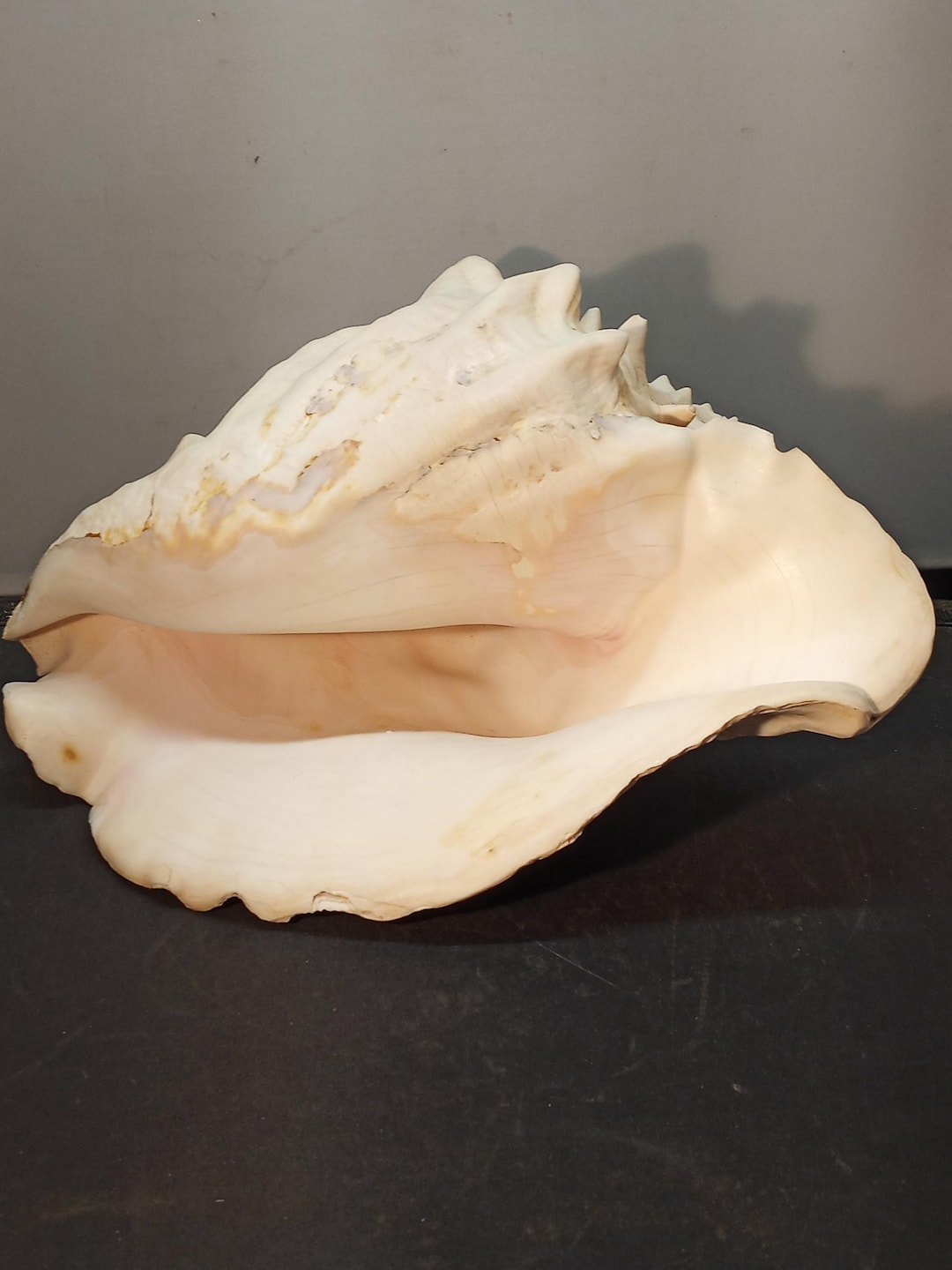 Natural Queen Conch Shell 10