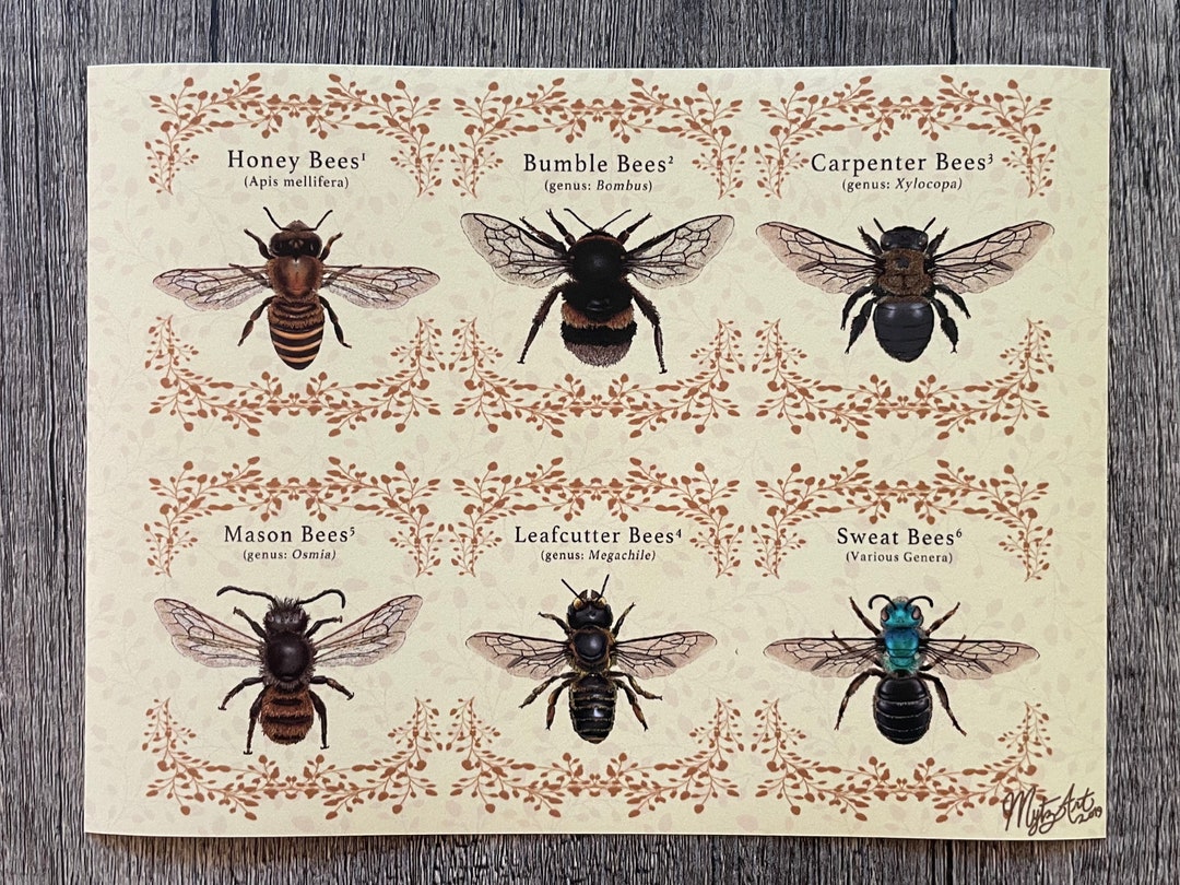 Bee Types Mini Print - Etsy