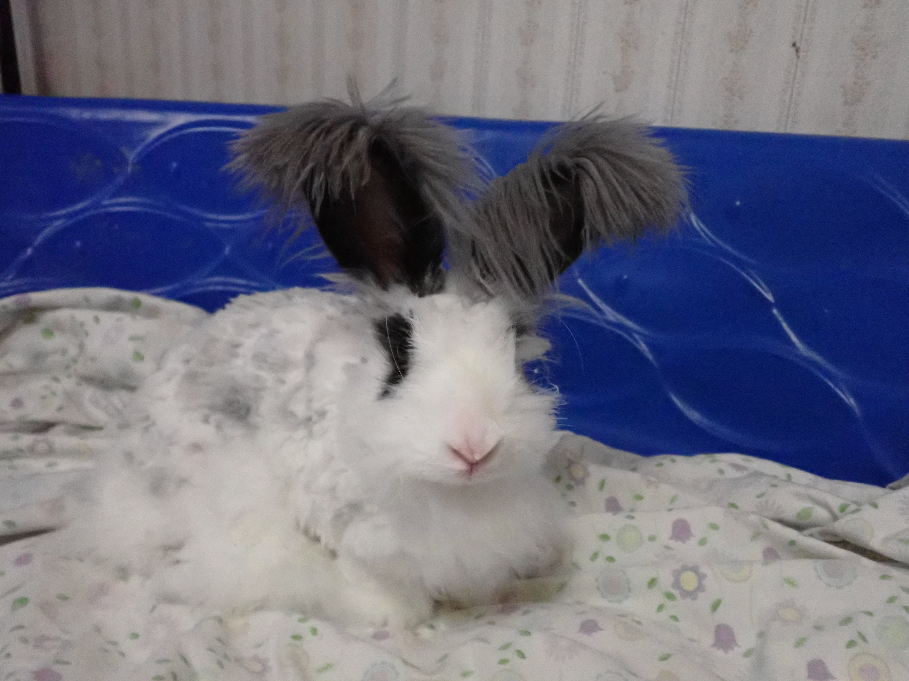 Black and White English Angora Rabbit Wool, Fur for Wet Felting, Hand ...