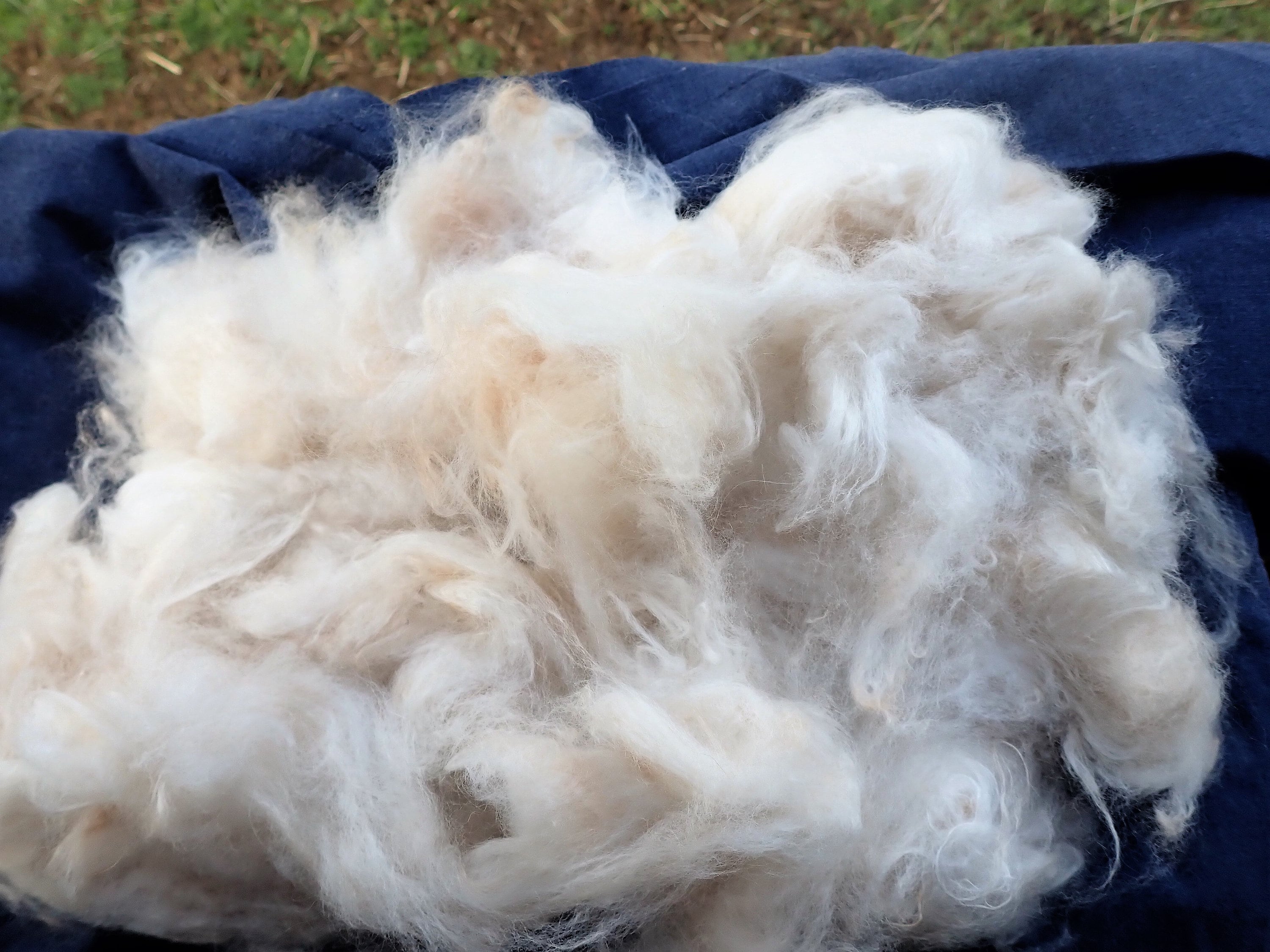 Chinese Angora Rabbit