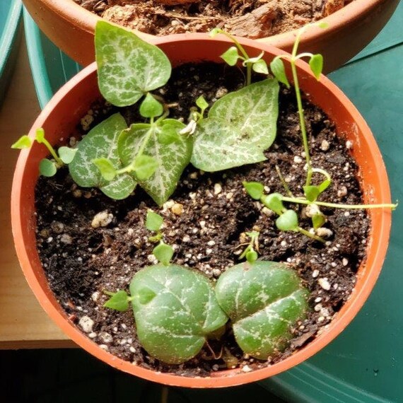 Ceropegia woodii String of Spades | Etsy