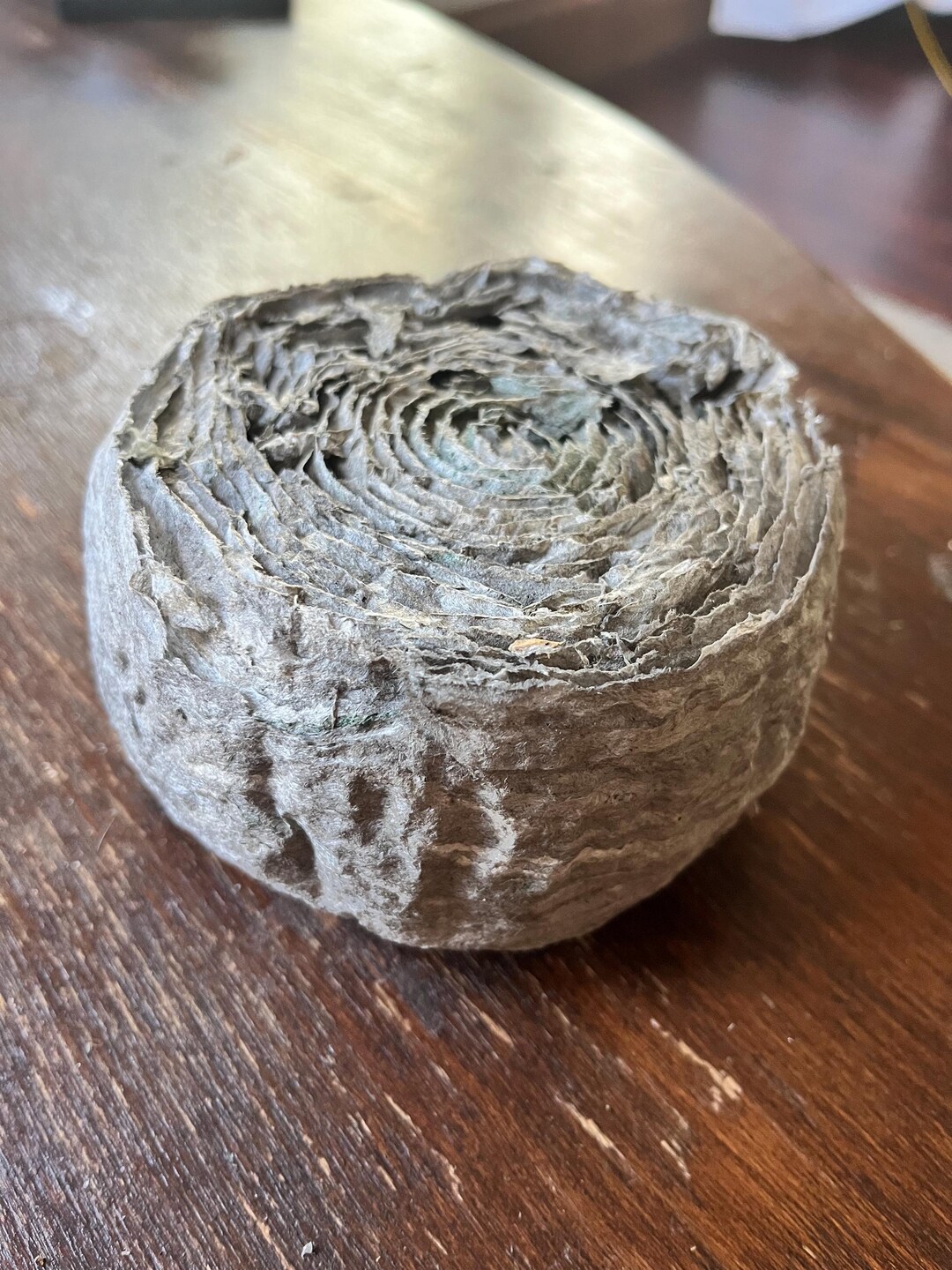 1 Wasp Enclosed Nest (your Choice): for Witchcraft - Spells - Magic ...