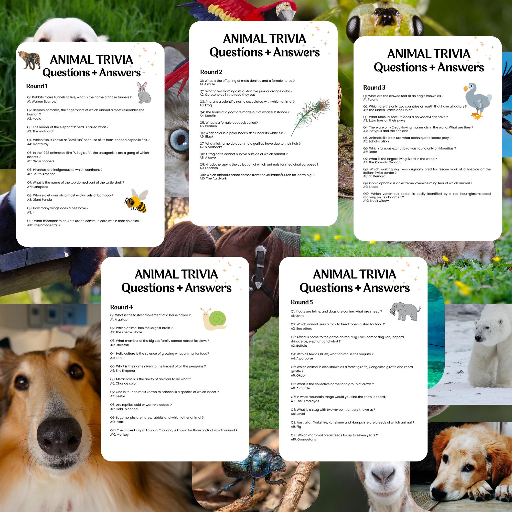 Animal Trivia Game | Adult Gatherings | Family, Friends, Work Events ...