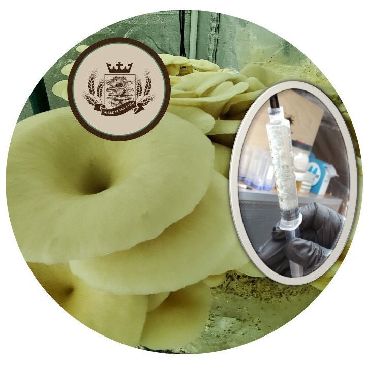 White Elm Oyster Mushroom (pleurotus Ostreatus) 12 Cc Liquid Culture ...