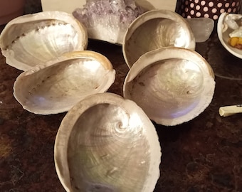 12 Pcs Red ABALONE SHELL ORNAMENT Nautical Decor - Etsy
