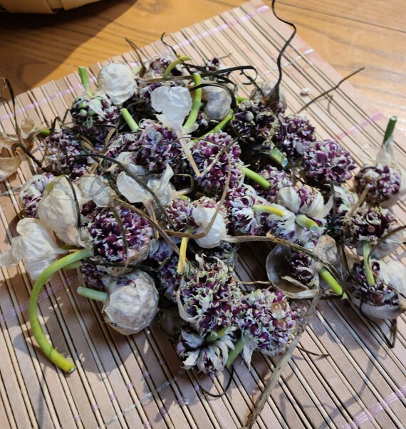 Garlic Bulbils garlic Seed Organic German Red | Etsy