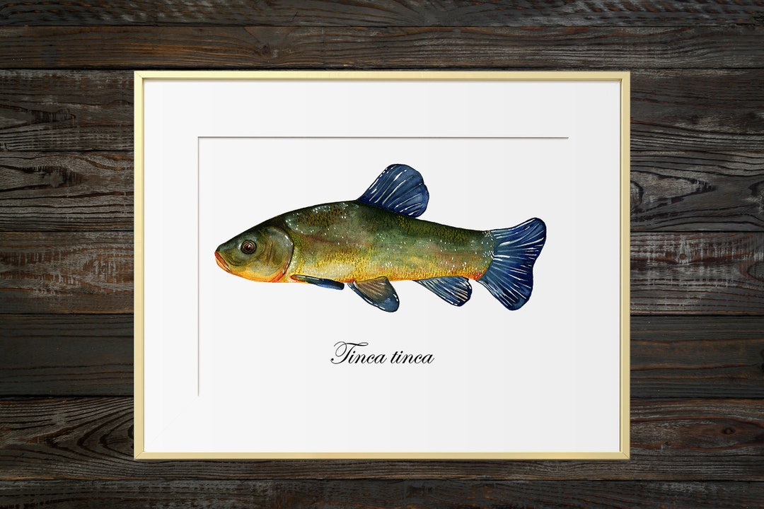 Tench Watercolor Print Fish Interior Design Wall Decoration Fishing ...