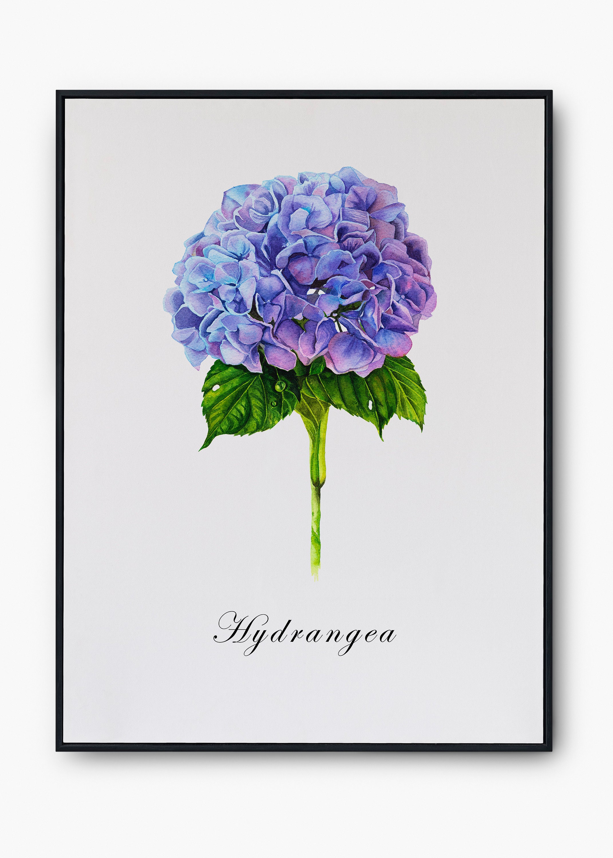 Hydrangea Watercolor Print Flower Interior Design Wall Decoration ...