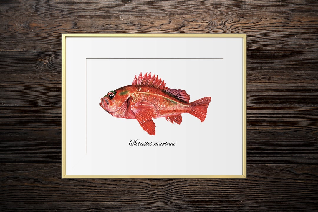 Atlantic Redfish Watercolor Print Fishing A4/A5 - Etsy