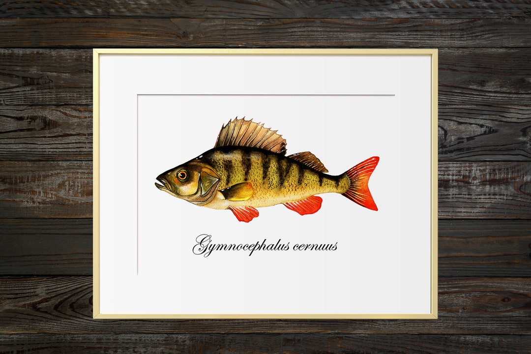 Perch Watercolor Print Fish Wall Decoration Fishing A4/A5 - Etsy