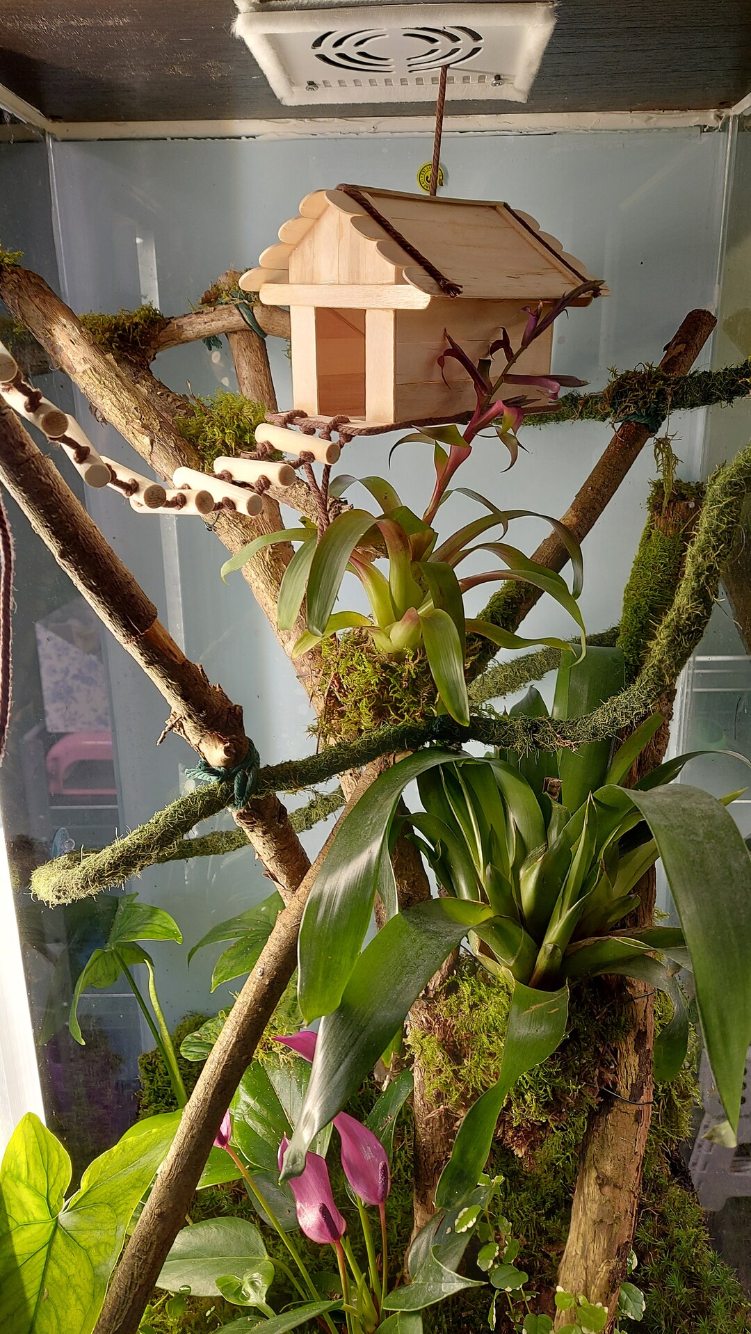 Gecko House With Ladder, Ideal for Climbing or Arboreal Lizards,birds ...