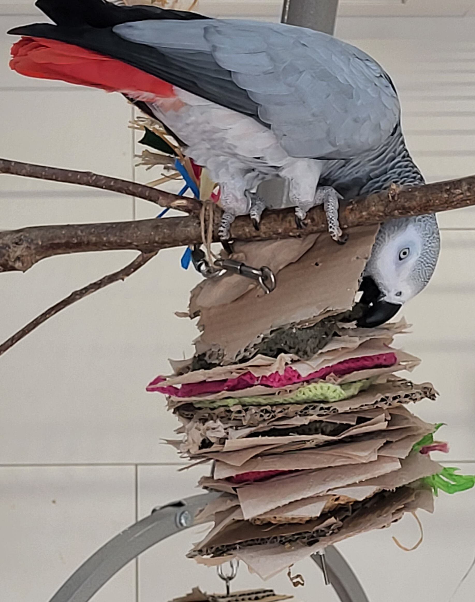 3D Oeko-tex Pacifier Beads for Long Foraging Parrot Toy Activity Toy ...