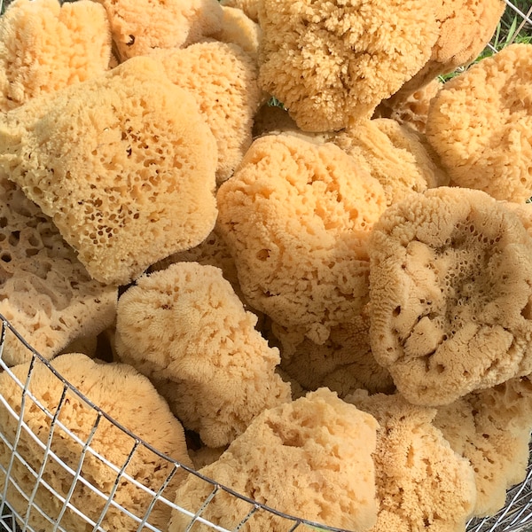 Sea Sponges - Etsy