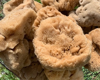 Grass Sea Sponge - Etsy