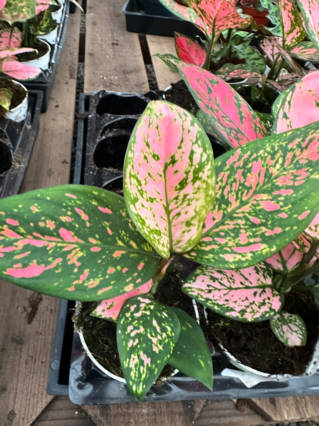 Aglaonema Valentine - Chinese Evergreen - Valentines Day Ideas ...