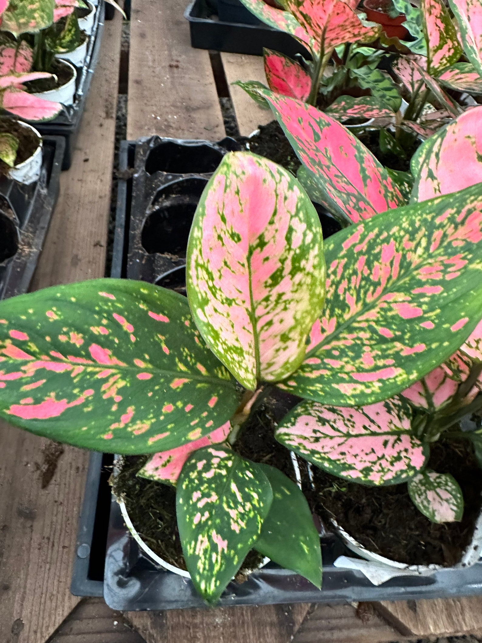 Aglaonema Valentine Chinese Evergreen Valentines Day Ideas - Etsy