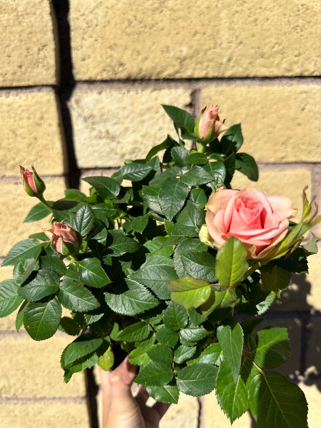 Pale Light Pink Miniature Rose Live Plant, Mini Rose Bush, Own Root ...