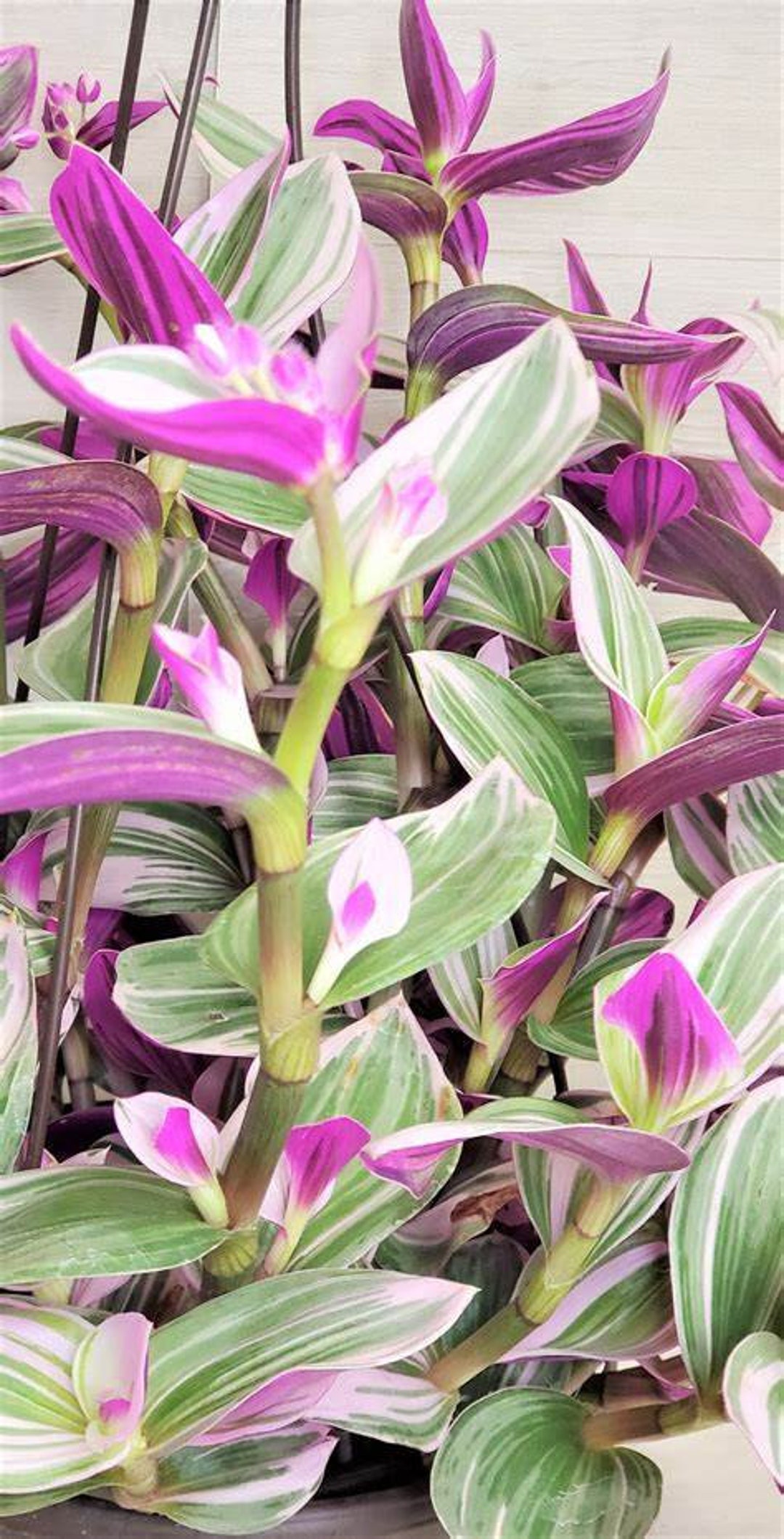 Tradescantia Nanouk Plant Colorful House Plants - Etsy