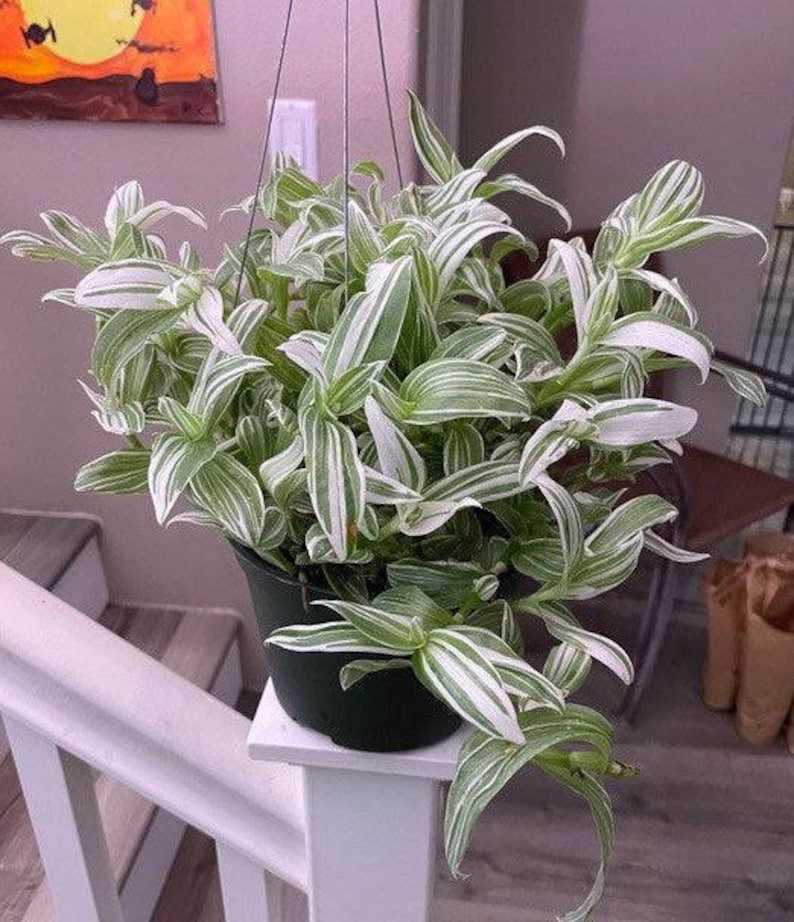 Variegated White and Green Tradescantia "albiflora" Plant- 5 Cuttings ...