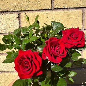 Red Miniature Rose Live Plant, Mini Rose Bush, Own Root Rose Starter ...