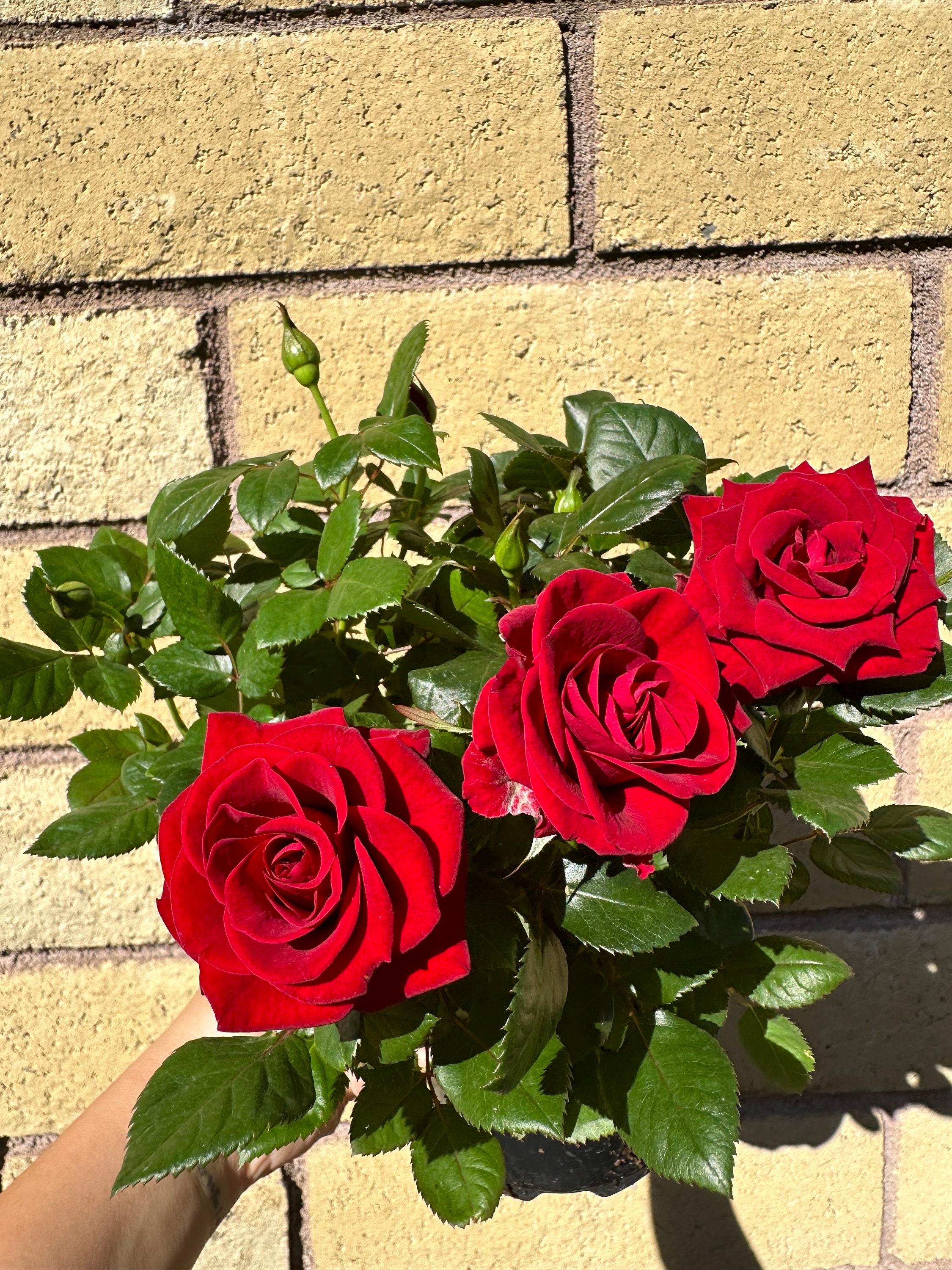 Red Miniature Rose Live Plant, Mini Rose Bush, Own Root Rose Starter ...