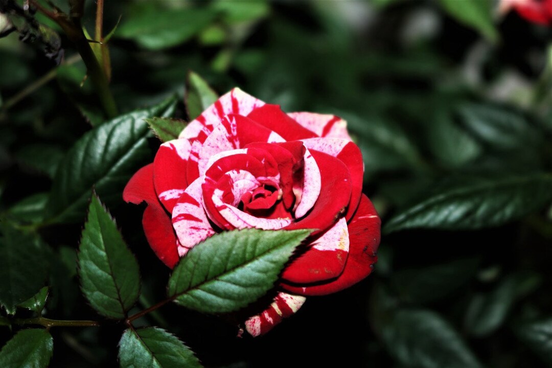 Rose Red White Miniature Rose Live Plant, Mini Rose Bush Rare Purple ...