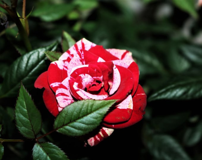 RARE-MINIATURE ROSE Red Flower Plant Tree 3,10,20 or 30 Seeds combined ...