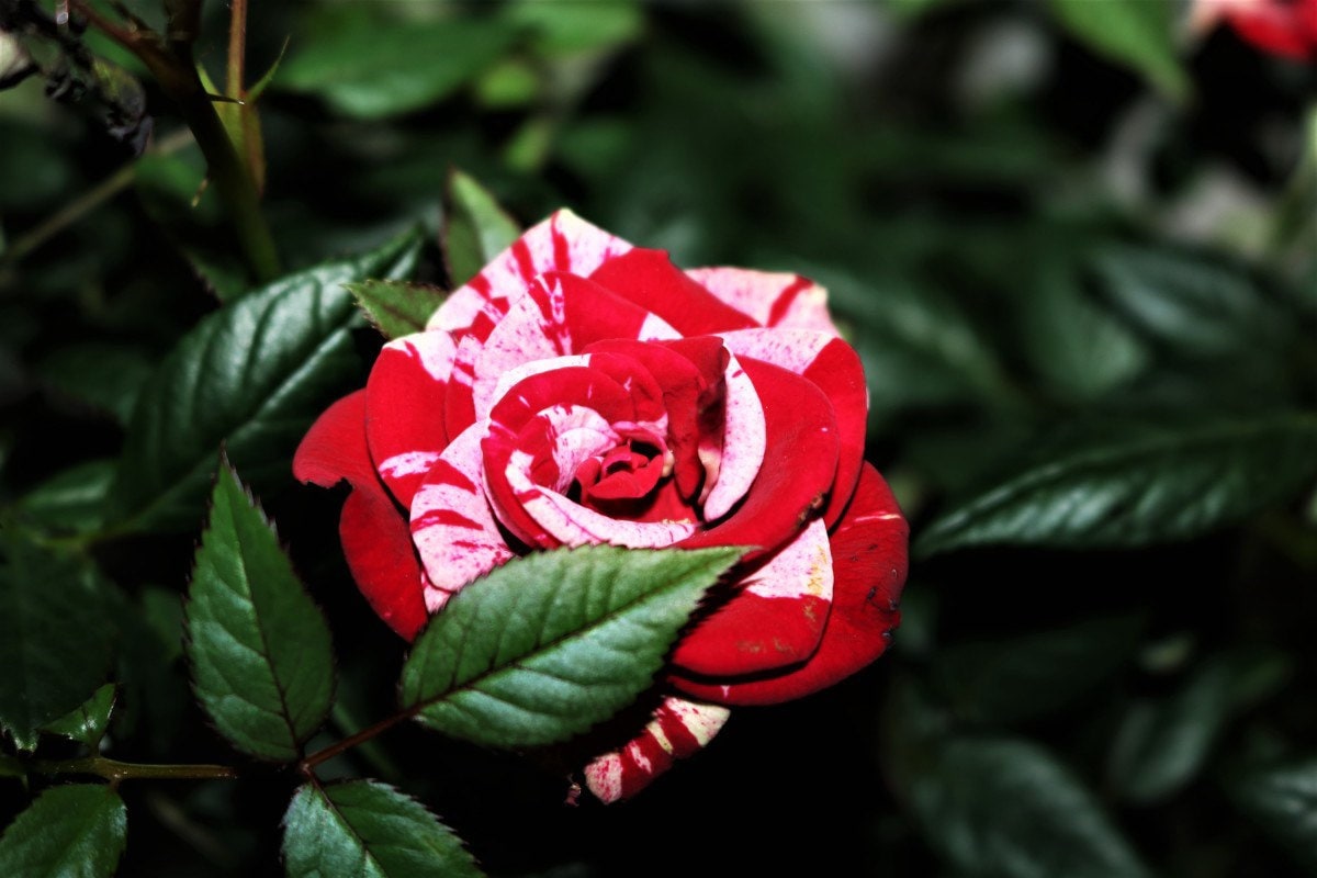 Rose Red White Miniature Rose Live Plant, Mini Rose Bush Rare Purple ...